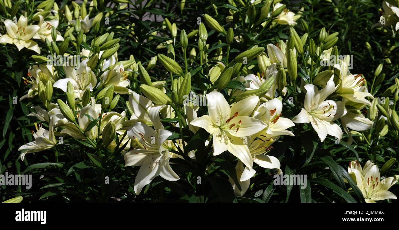 Flower Lily ordinary of different colors Stock Photo - Alamy