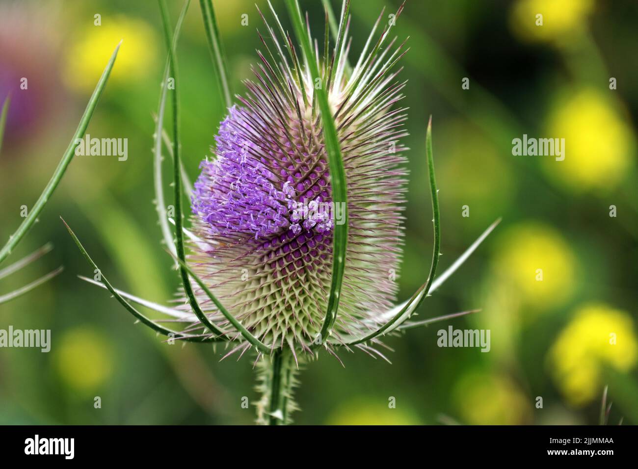 Dipsacus fullonum leaf hi-res stock photography and images - Alamy