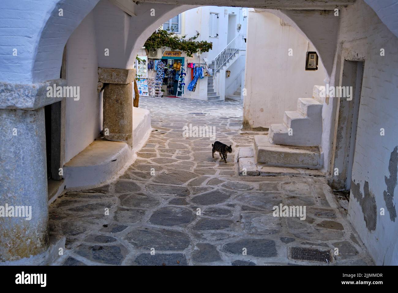 Greece, Cyclades, Paros island, Parikia (Hora), cat in the alleys Stock ...