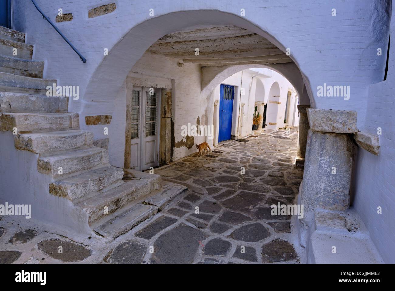 Greece, Cyclades, Paros island, Parikia (Hora), cat in the alleys Stock ...