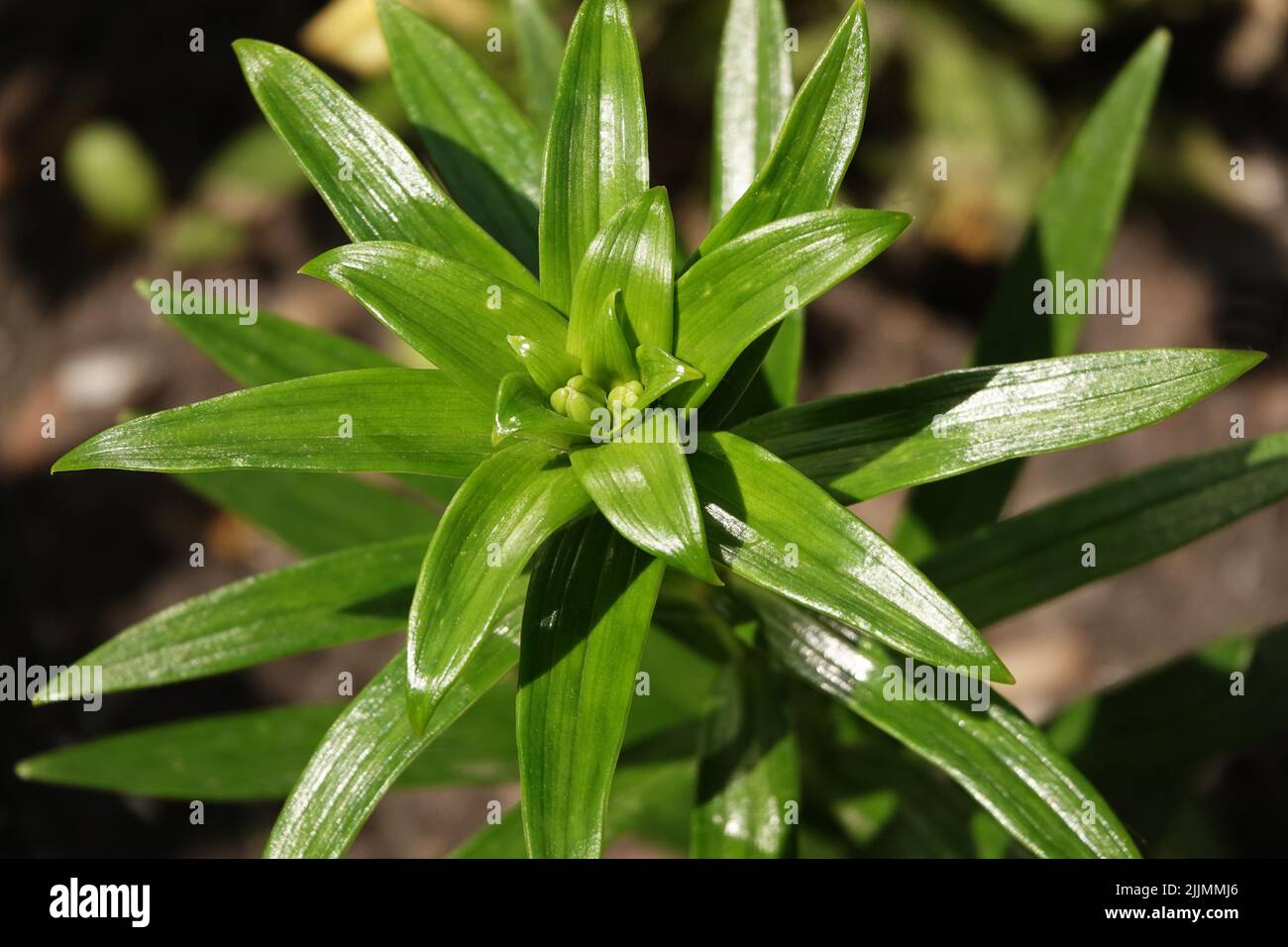 Common Lily flower in a bud that has not yet blossomed Stock Photo - Alamy
