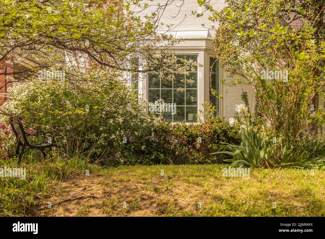 Classic white bay window in overgrown yard with blooming bushes and ...