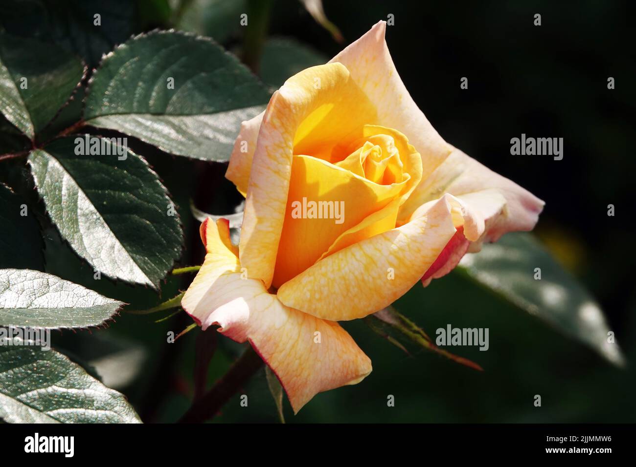 Rose flower of different varieties and species close-up Stock Photo - Alamy