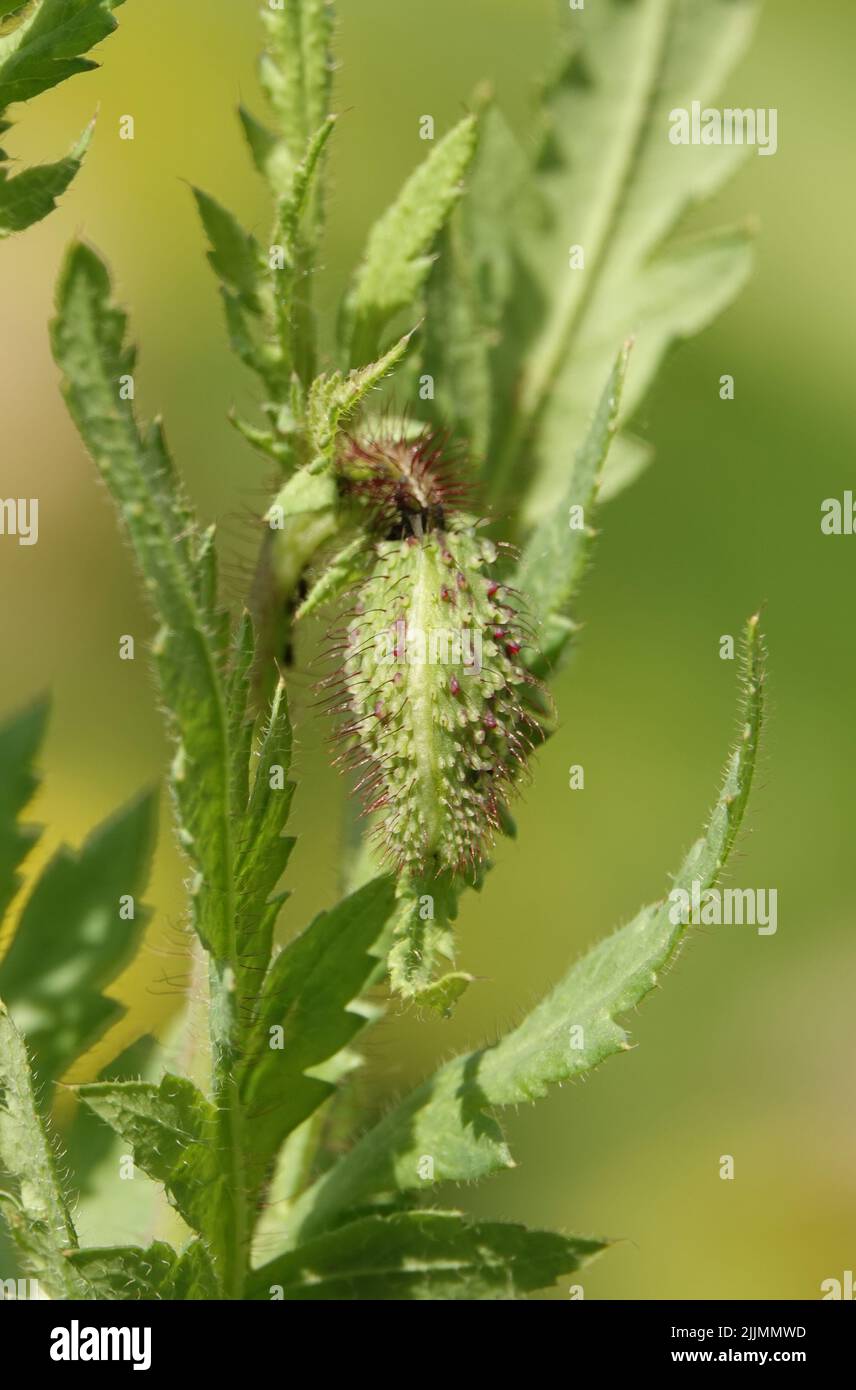 Maca flower bud with fallen petals Stock Photo - Alamy