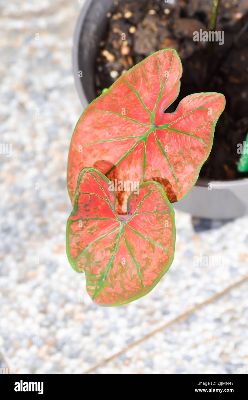 Caladium, Caladium Bicolor Vent or Caladium bicolor or pink caladium ...