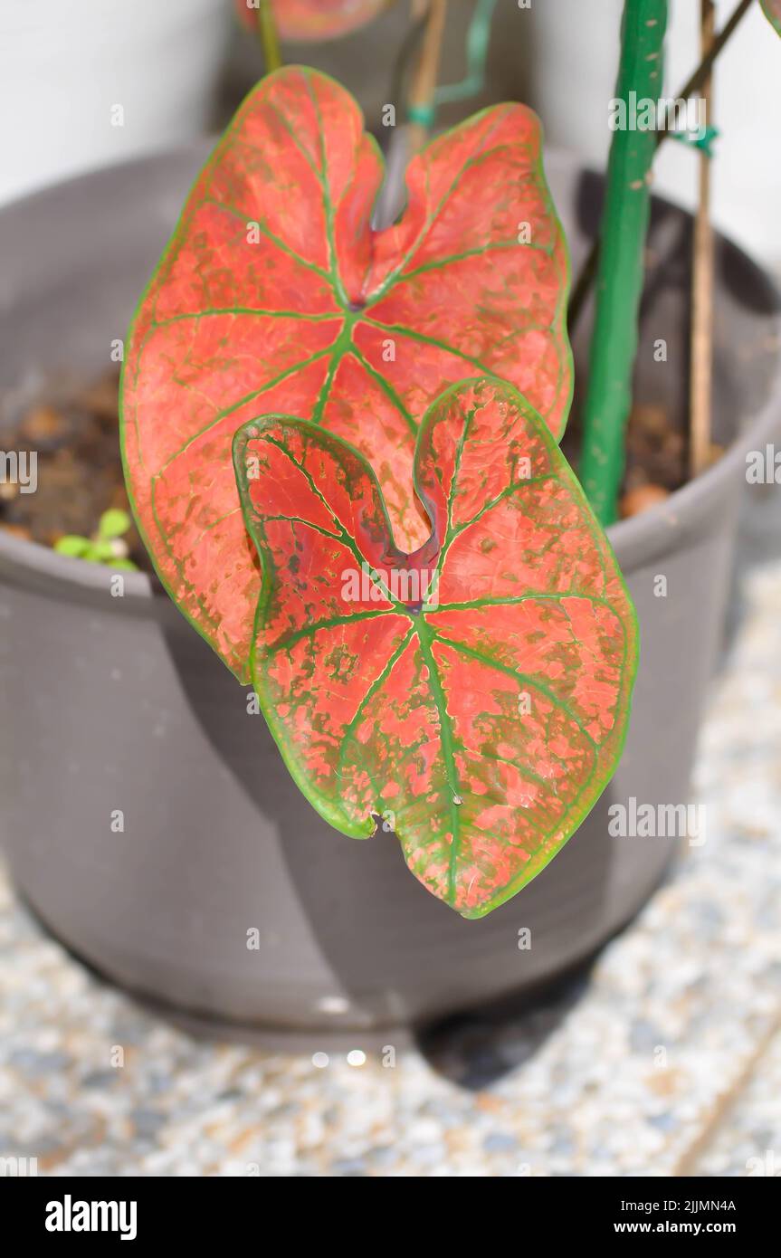 Caladium, Caladium Bicolor Vent or Caladium bicolor or pink caladium ...