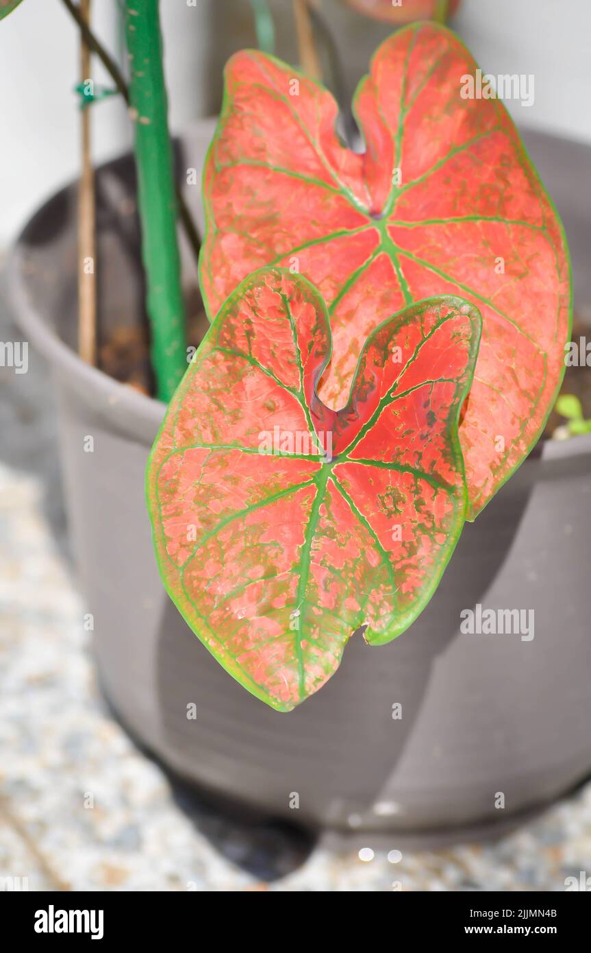 Caladium, Caladium Bicolor Vent or Caladium bicolor or pink caladium ...