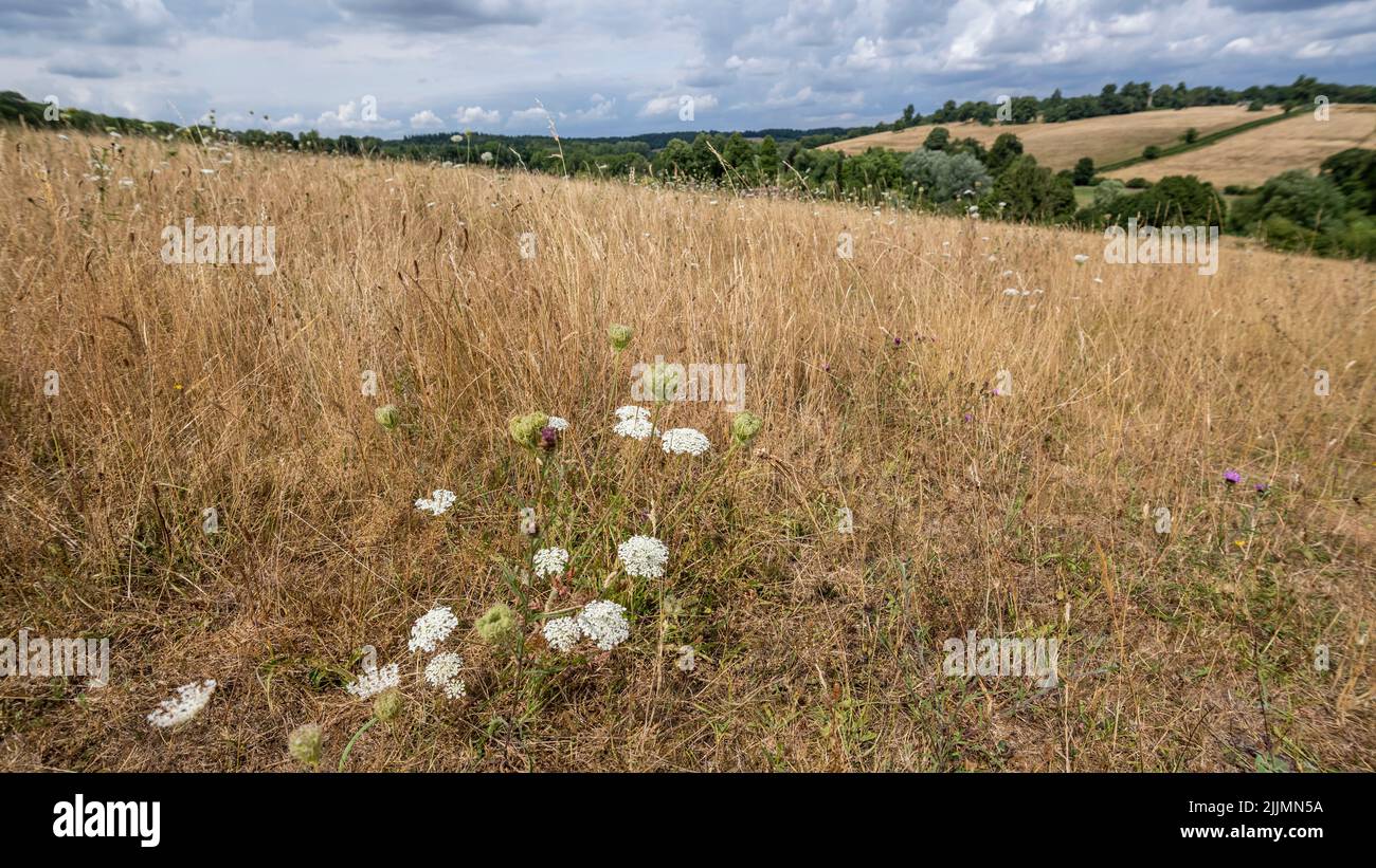 Dry uk estate 2022 hi-res stock photography and images - Alamy