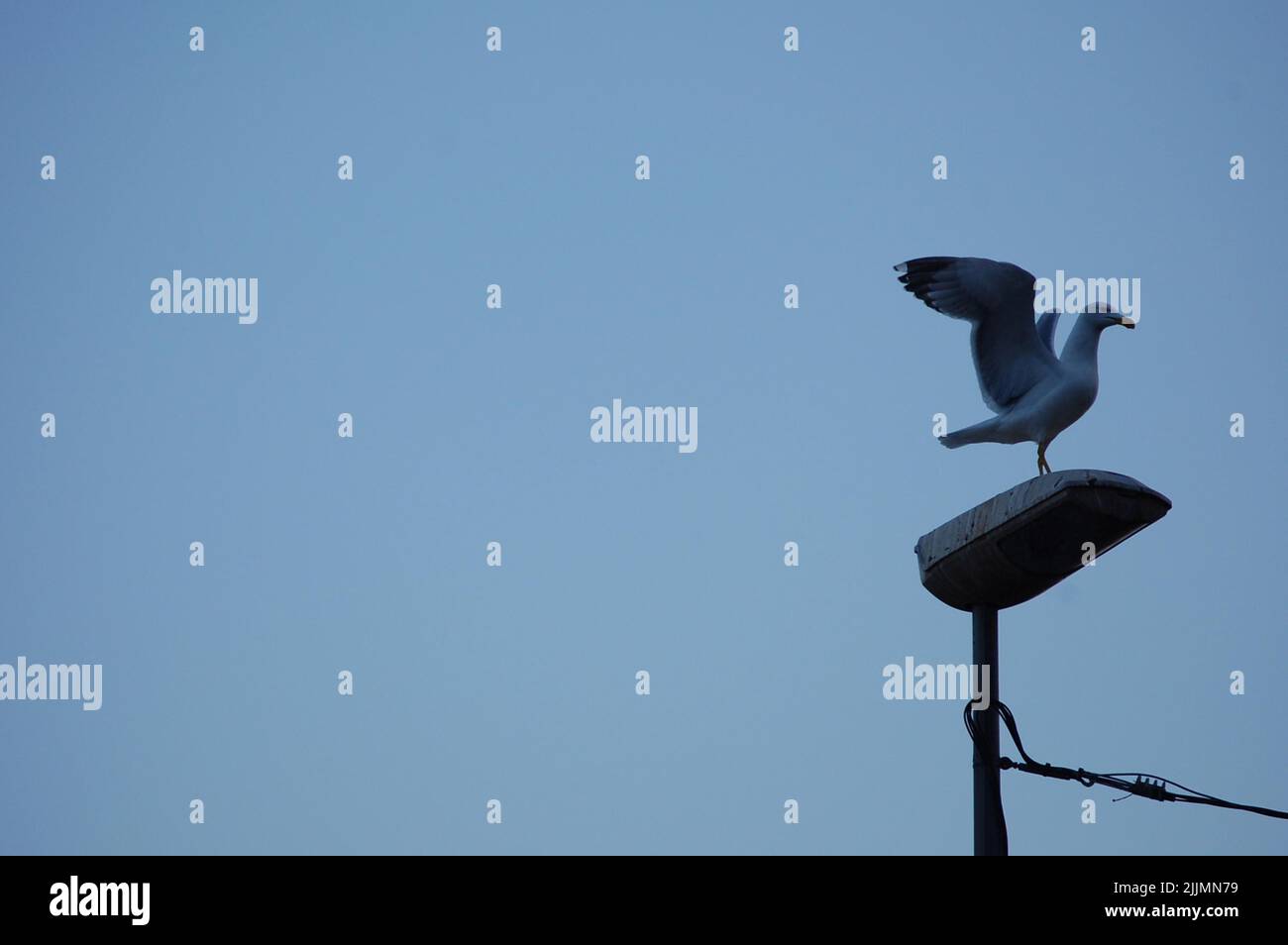 A seagull with raised wings standing on a street lamp head Stock Photo ...