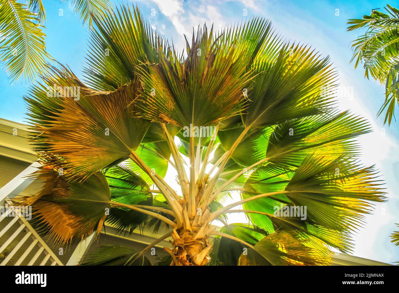 Fan leaf tree hi-res stock photography and images - Alamy