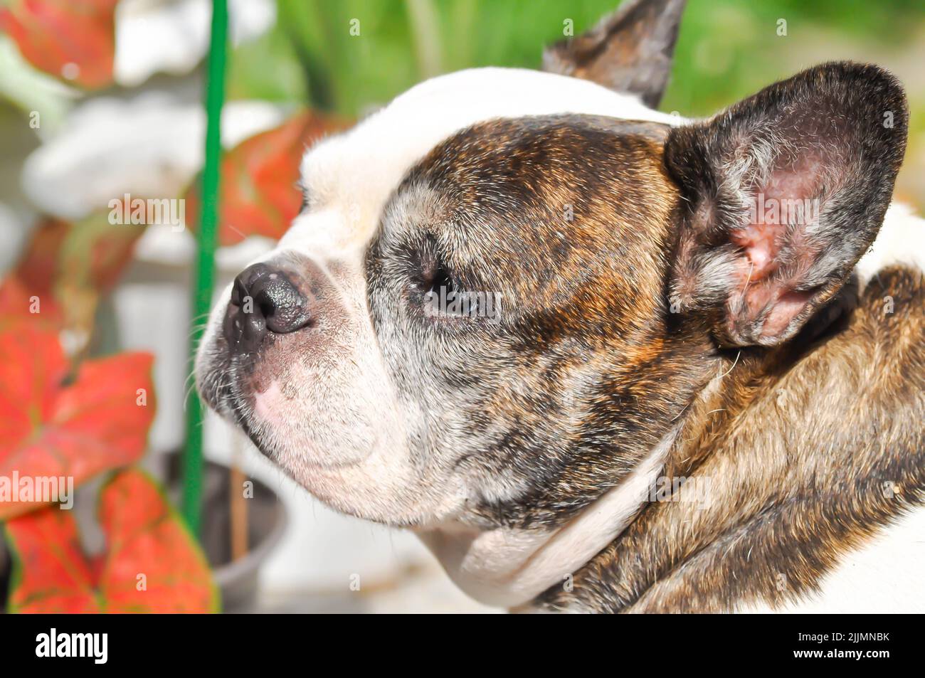 dog or french bulldog, French bulldog or old dog at home Stock Photo ...