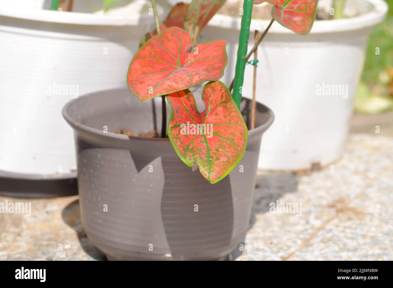 Caladium, Caladium Bicolor Vent or Caladium bicolor or pink caladium ...
