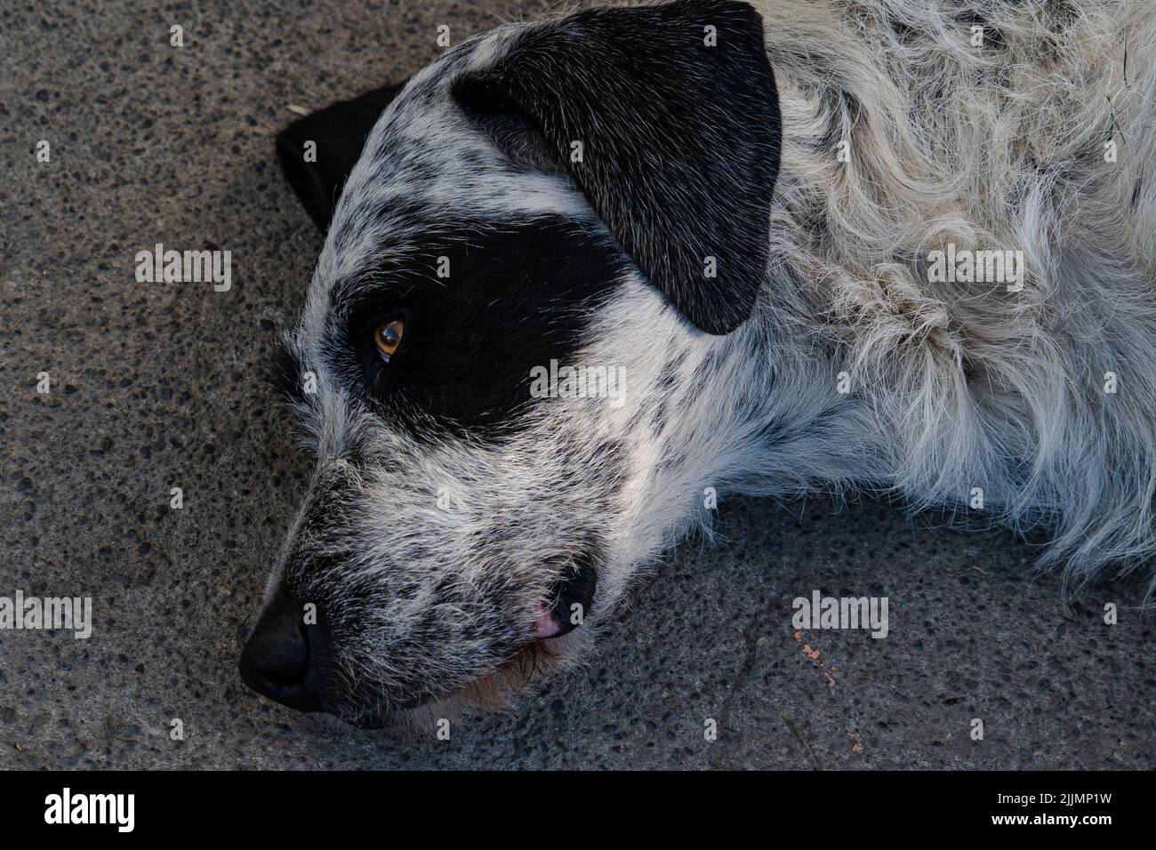 a portrait photo of homless dog lying in the street Stock Photo - Alamy