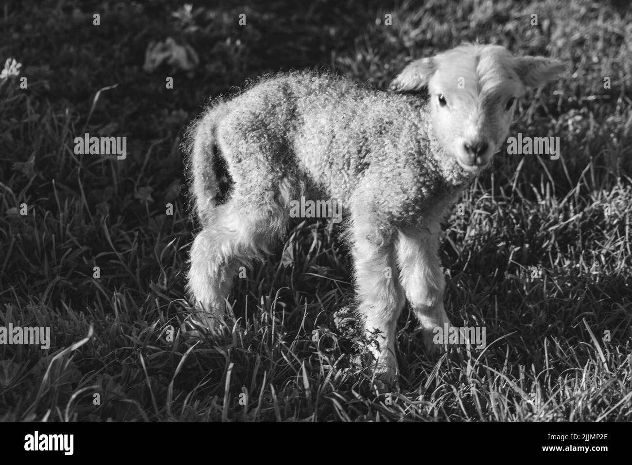 Sheep cute lamb farm Black and White Stock Photos & Images - Alamy