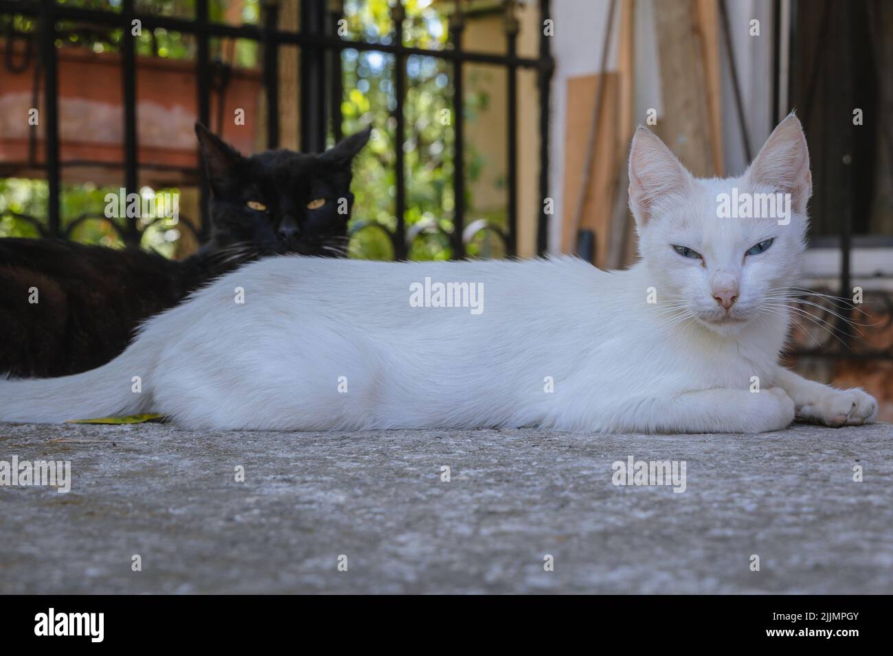 White and black cat in Corfu town on a Greek island of Corfu Stock ...