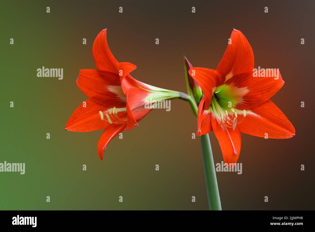 Amaryllis Hippeastrum is one of the most beautiful looking of all the ...