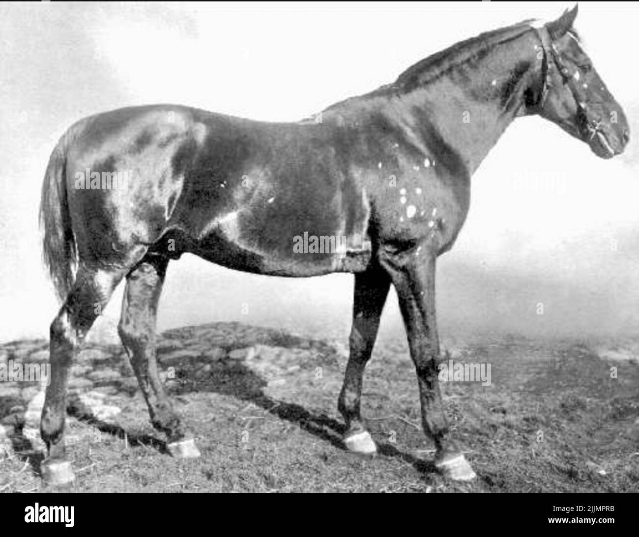 Born 1894 Black and White Stock Photos & Images - Alamy