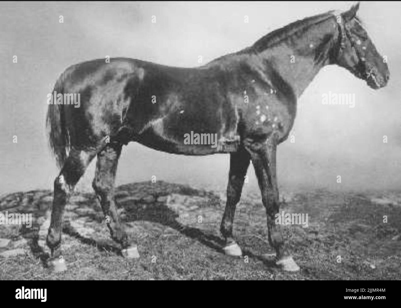 Hanoverian, Imp. Fux with star, height of 157 cm. Father: Grobian ...