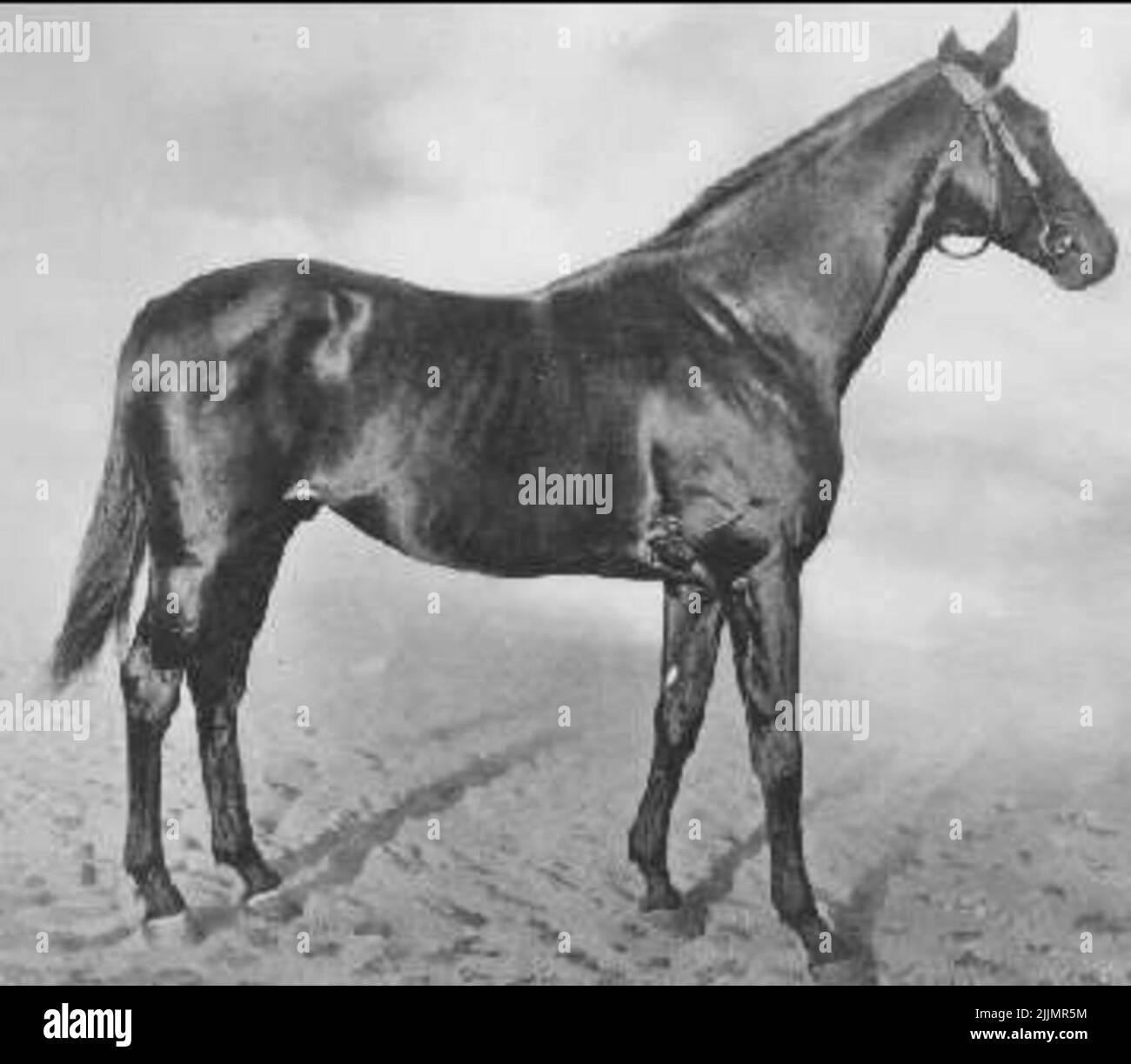 English thoroughbred, imp. Brown with star. MANKHEFT 159 cm. Father ...