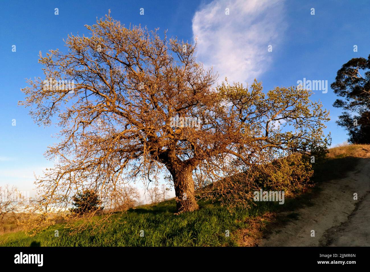 An old Oak tree on a hill with blue sky Stock Photo - Alamy