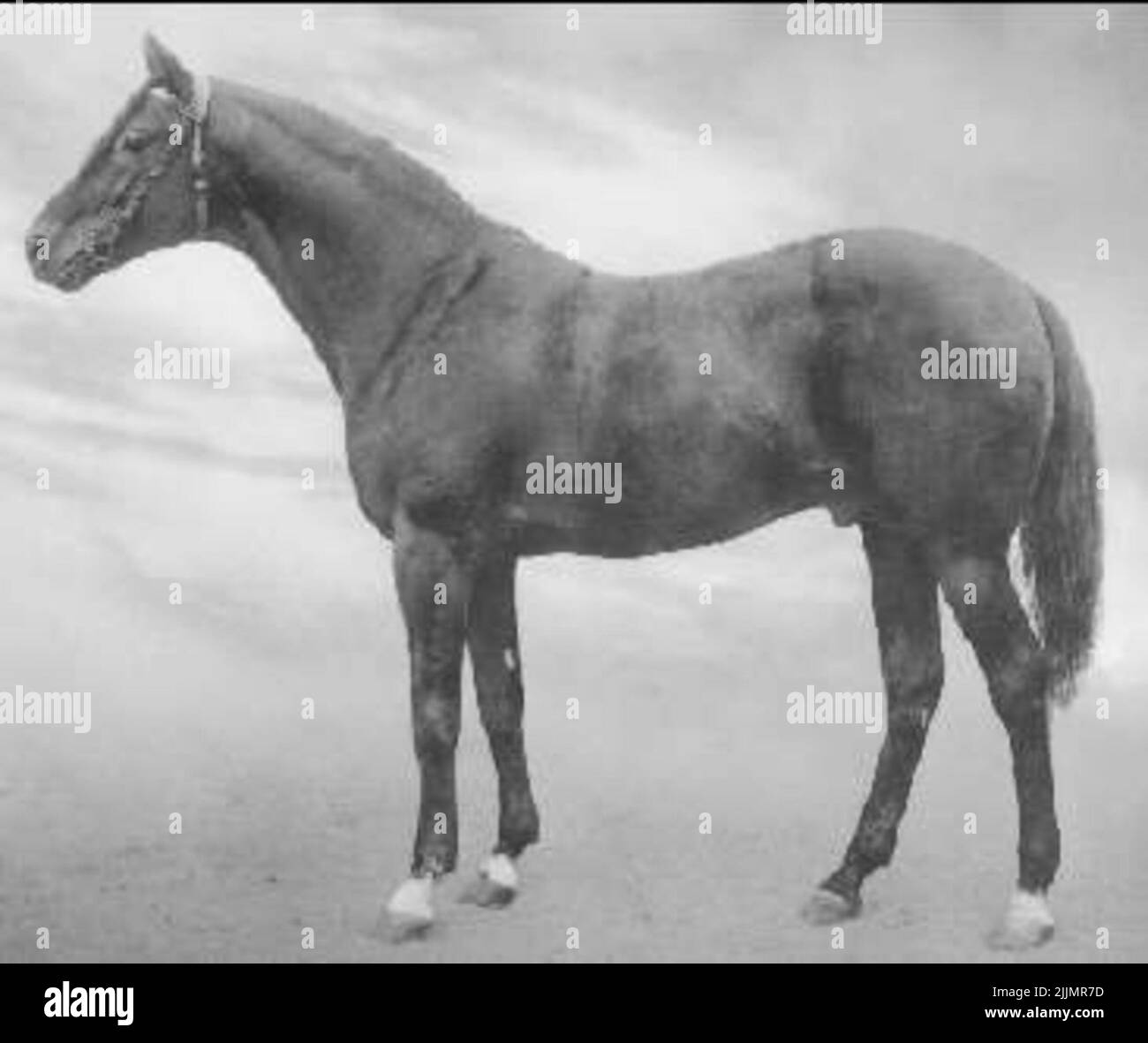 English thoroughbred, imp. Dark brown with three white feet. MANKHEFT ...