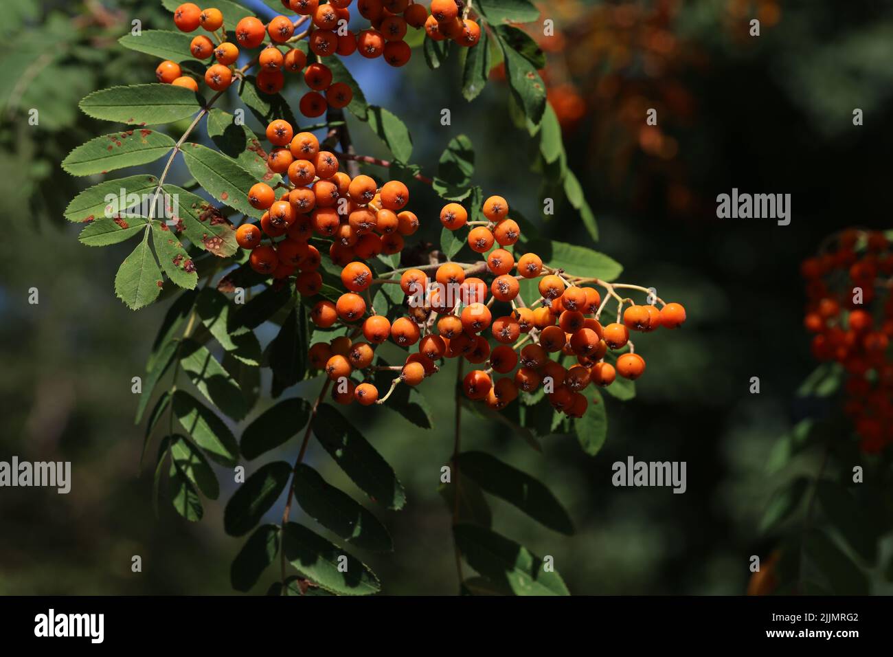 Red rowan berries on the rowan tree branches Stock Photo - Alamy