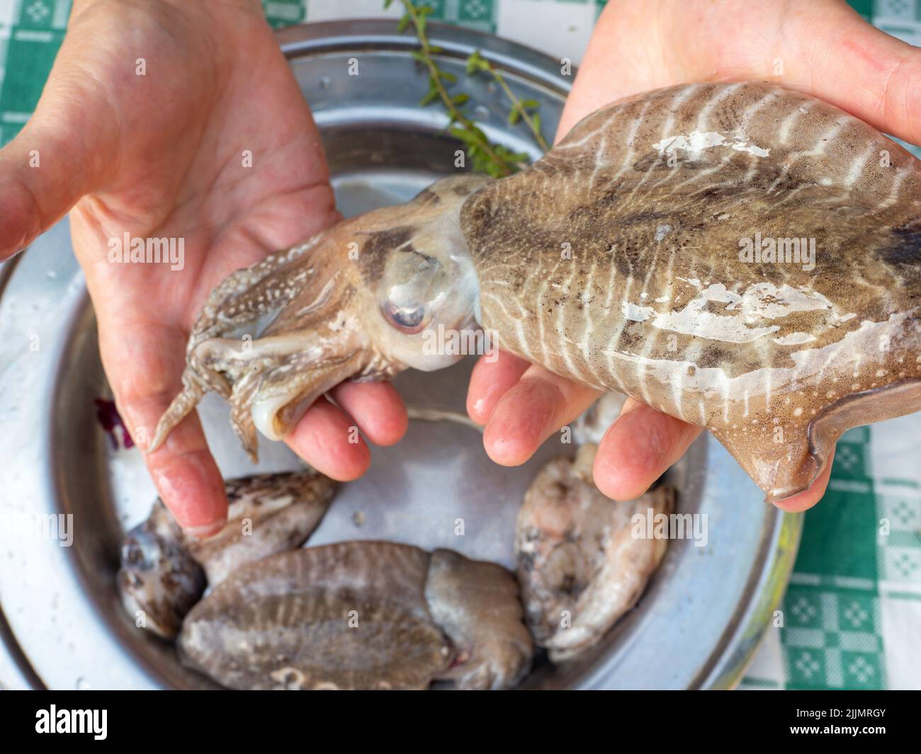 preparing common cuttlefish or European common cuttlefish (Sepia ...