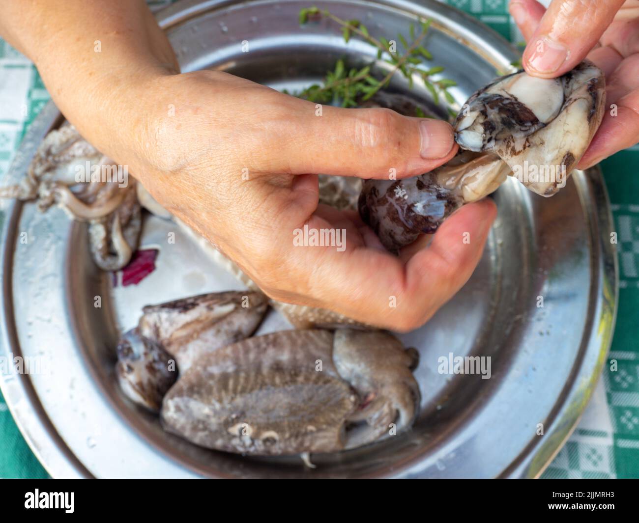 preparing common cuttlefish or European common cuttlefish (Sepia ...