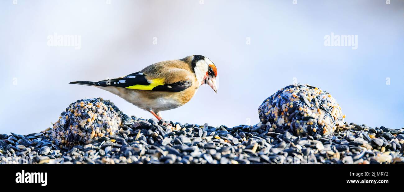 A shallow focus panoramic view of an European goldfinch sitting on a ...