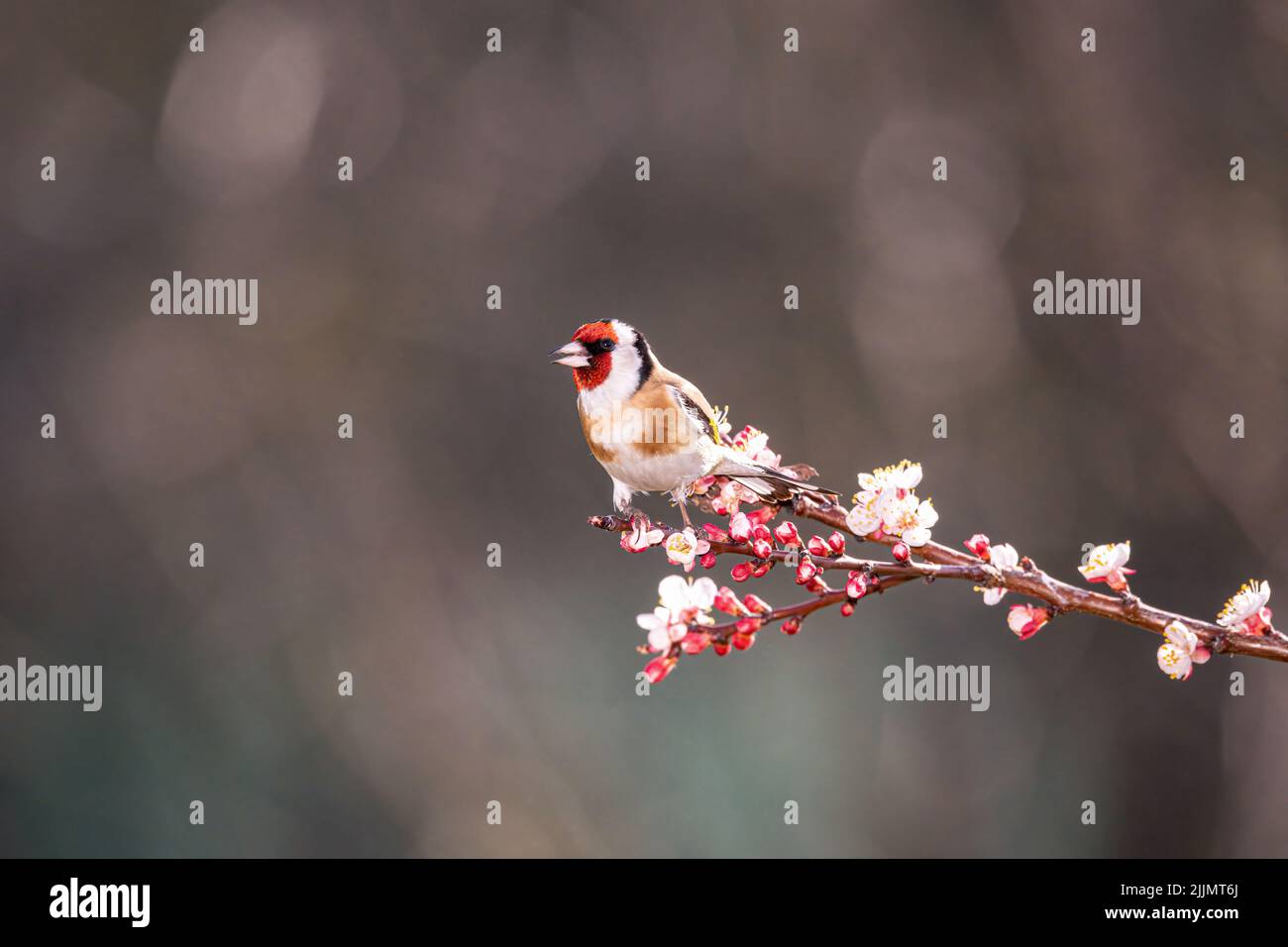 A European goldfinch bird standing on a flowering tree branch isolated ...