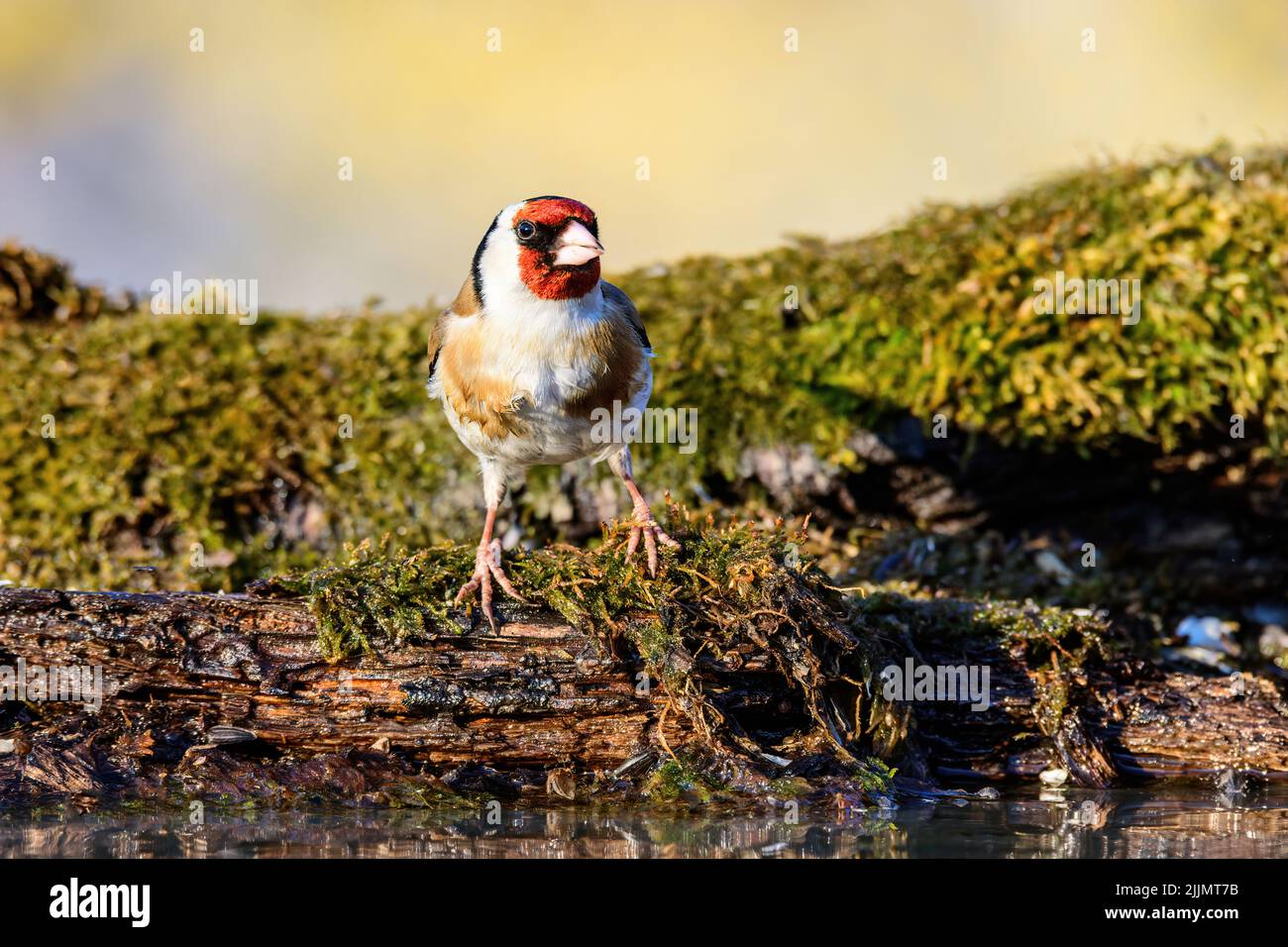 A European goldfinch bird standing on a fallen, wet tree branch near ...