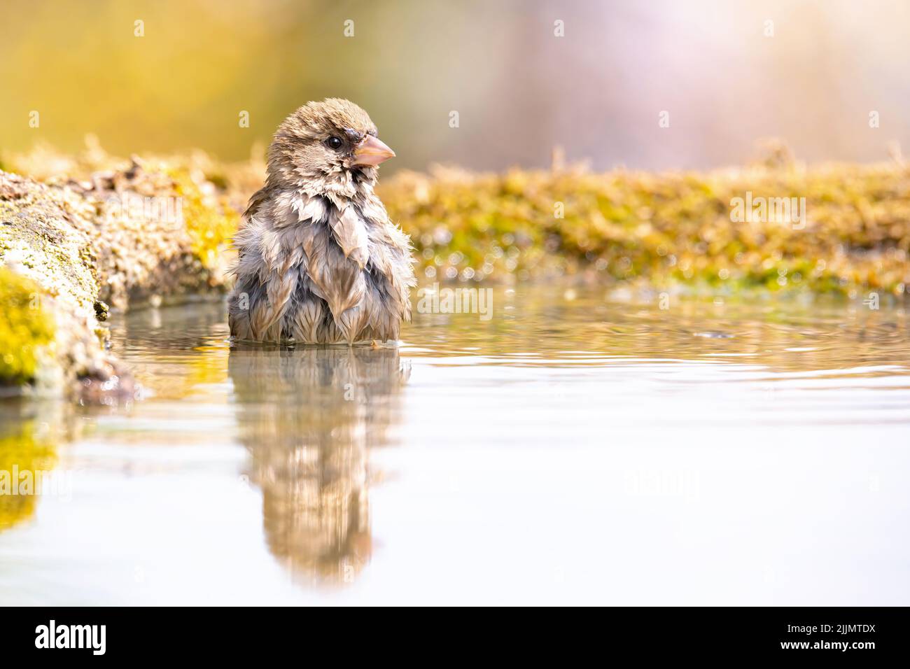 A shallow focus shot of a sparrow sits in the shallow water in the ...