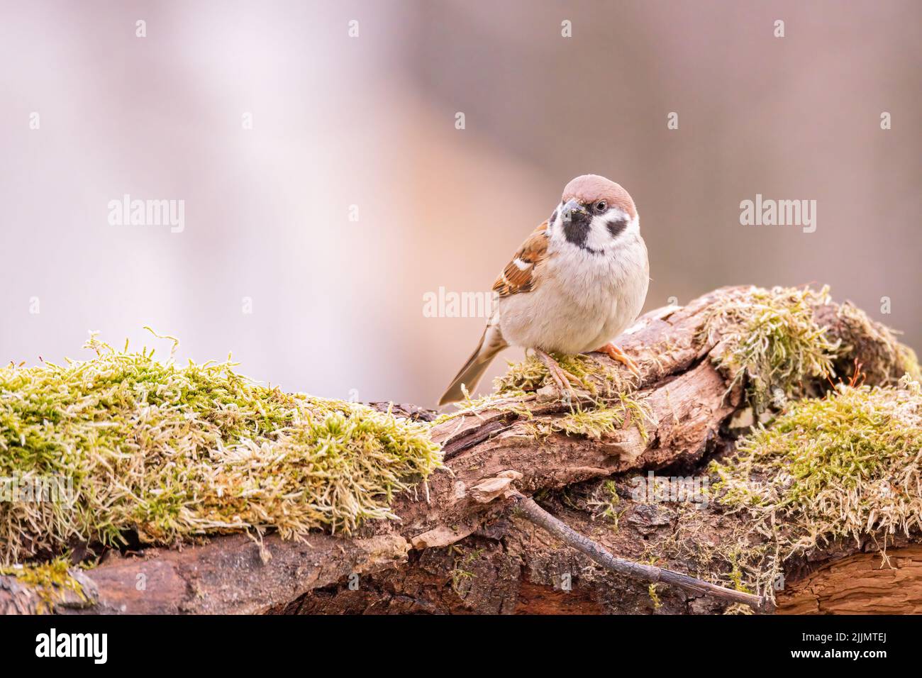 A shallow focus shot of an Eurasian tree sparrow sitting on an old ...