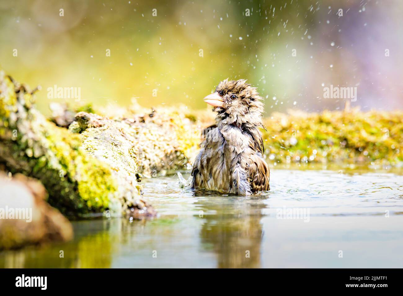 Wet bird hi-res stock photography and images - Alamy