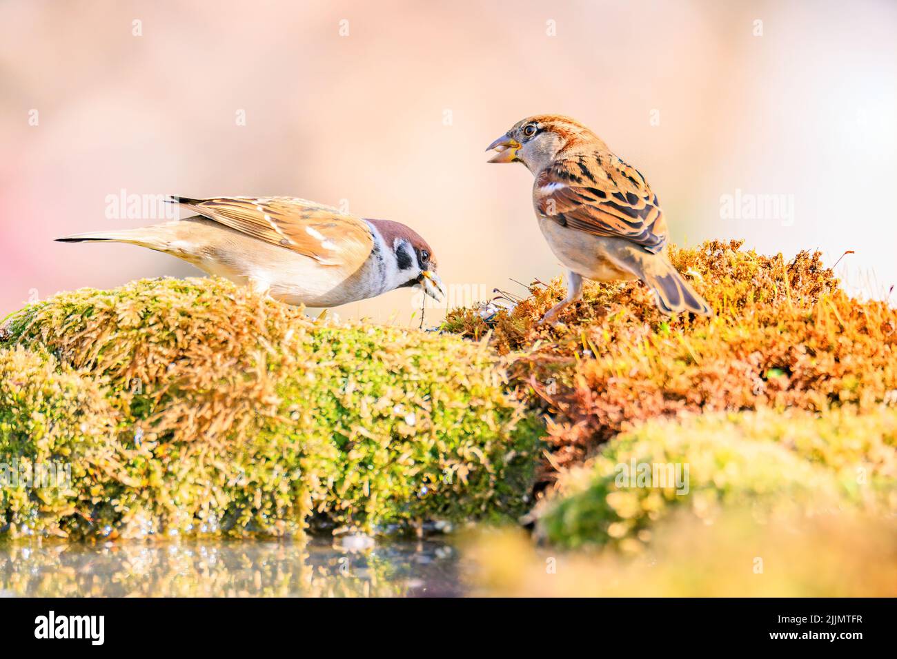 Couple eurasian tree sparrows hi-res stock photography and images - Alamy