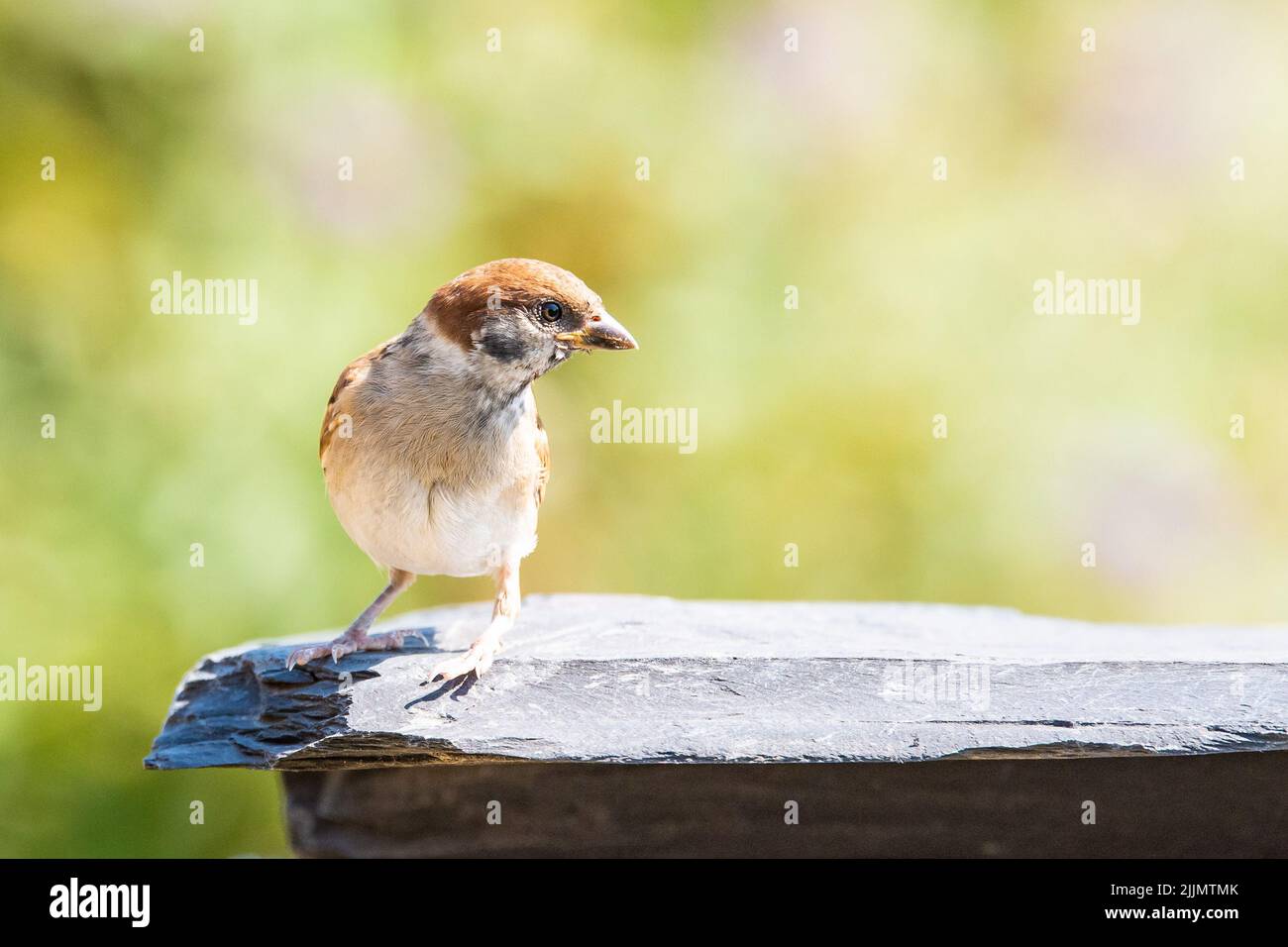 Sparrow sitting on branch spring hi-res stock photography and images ...