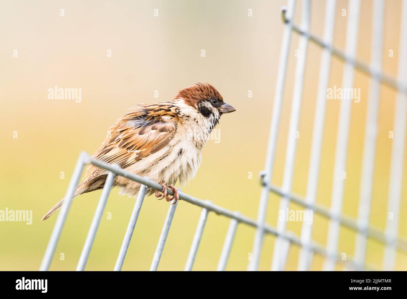 A brown house sparrow standing on a metal net isolated on a blurred ...
