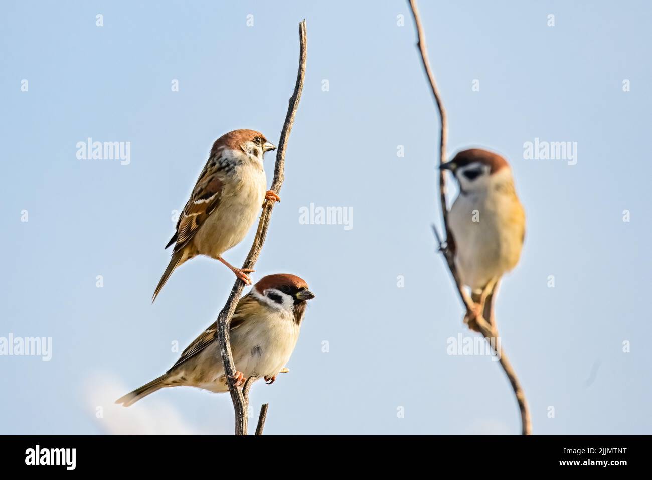 Three sparrows hi-res stock photography and images - Alamy