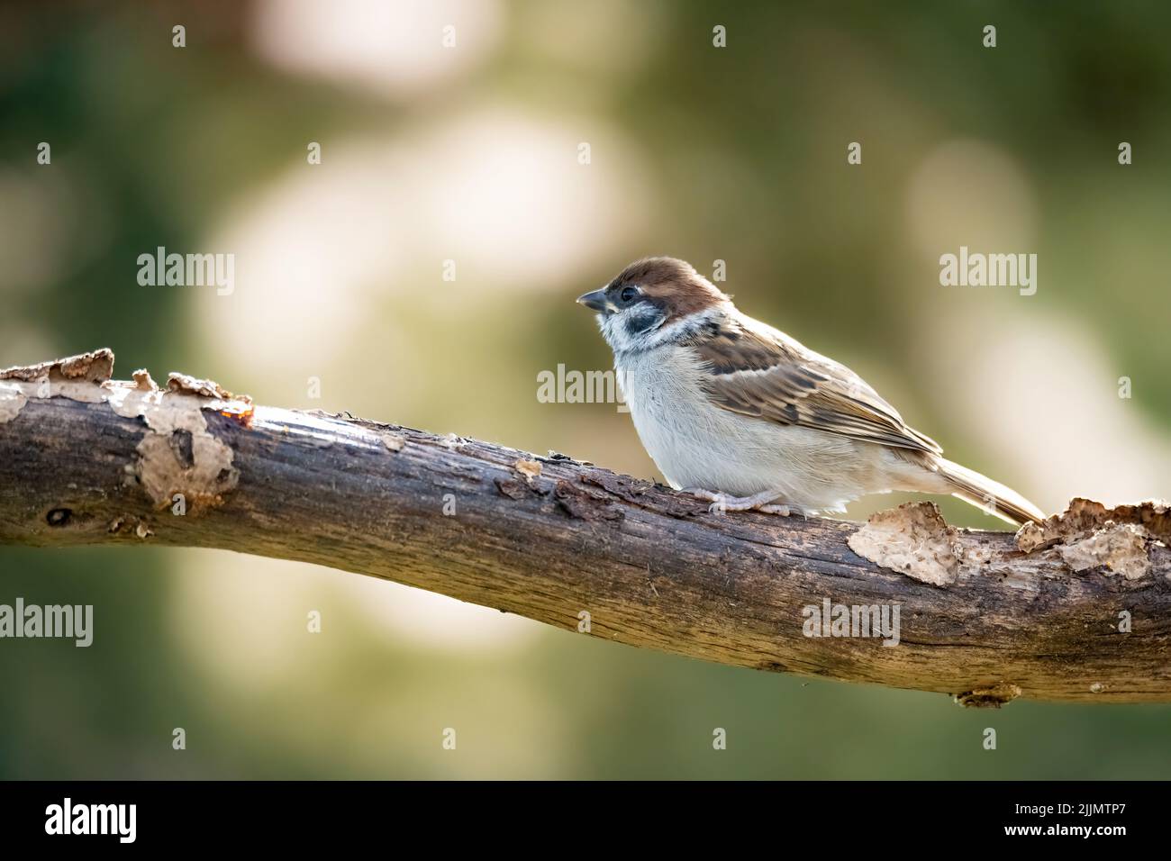 A brown house Sparrow sitting on a tree branch with a blurry background ...