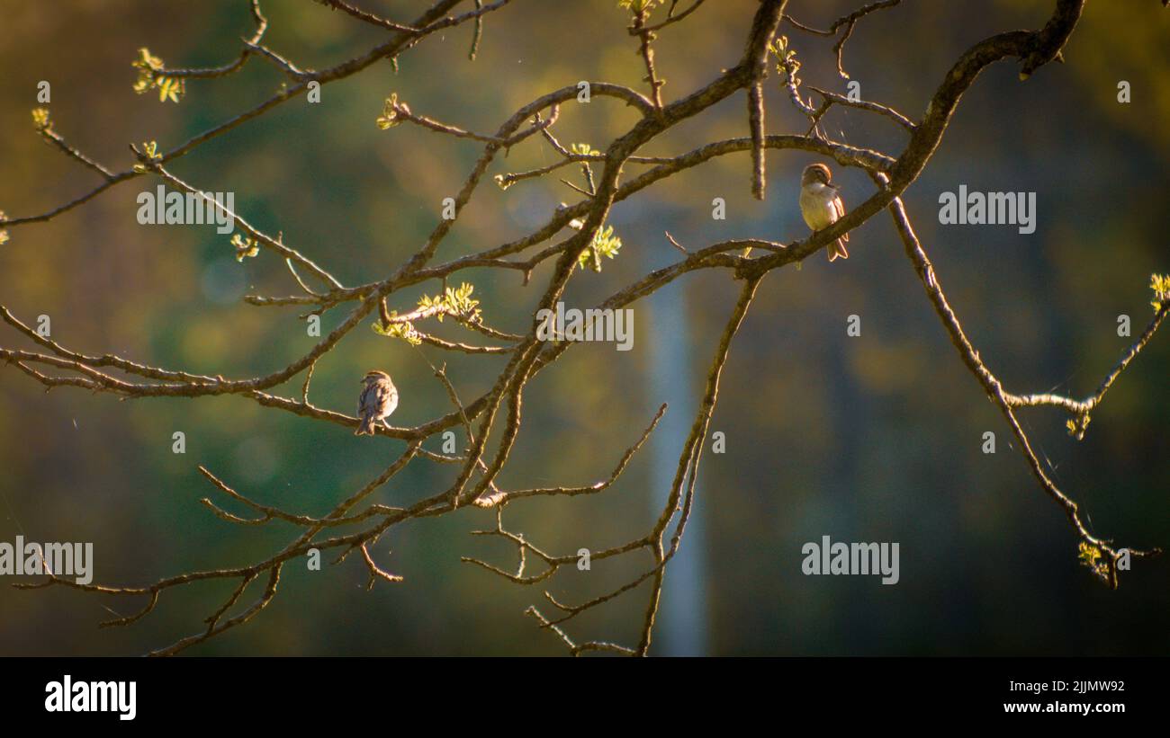 Selective focus tree branches hi-res stock photography and images - Alamy