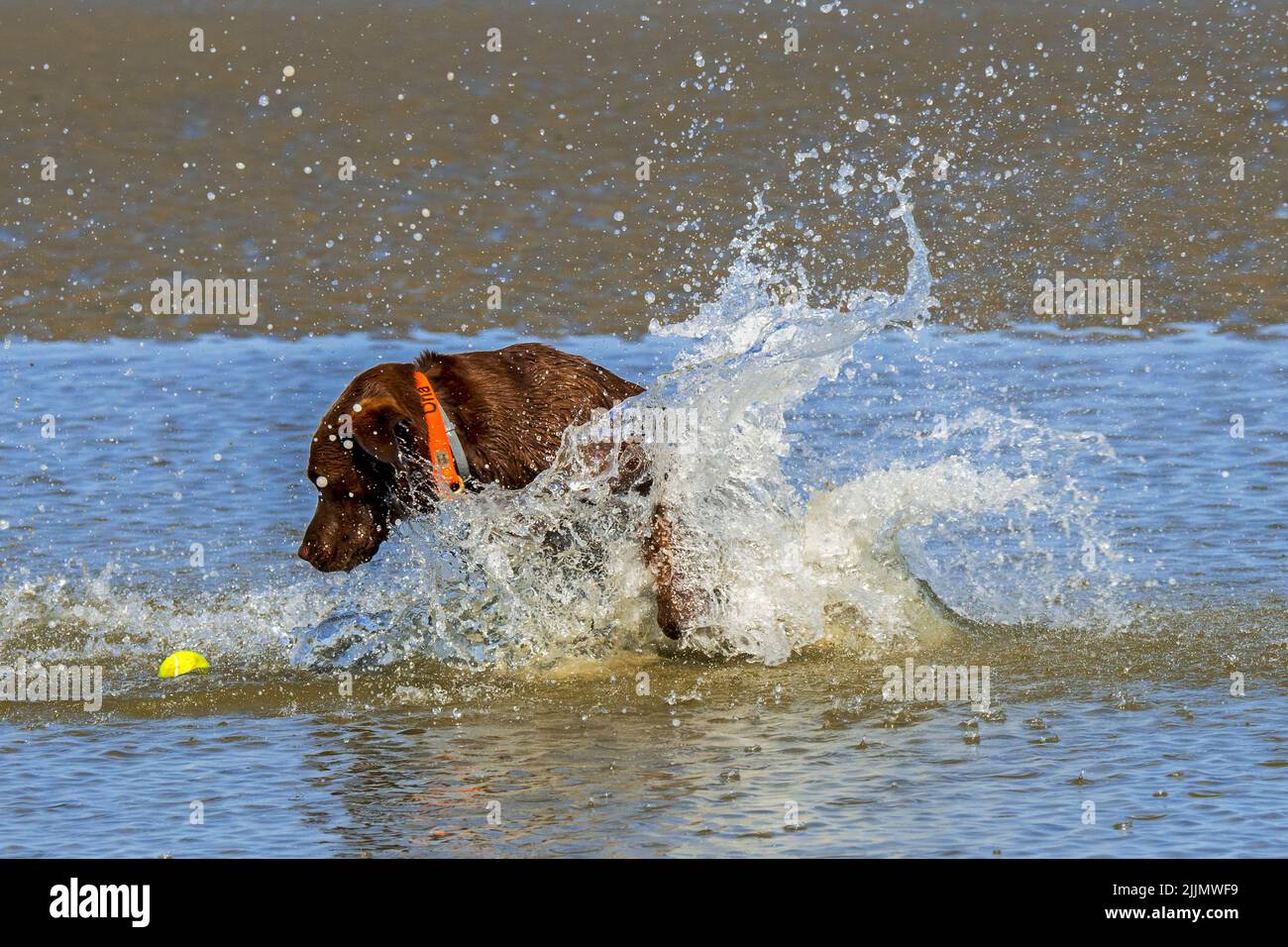 Labrador Retriever dog splashing and fetching tennis ball in shallow ...