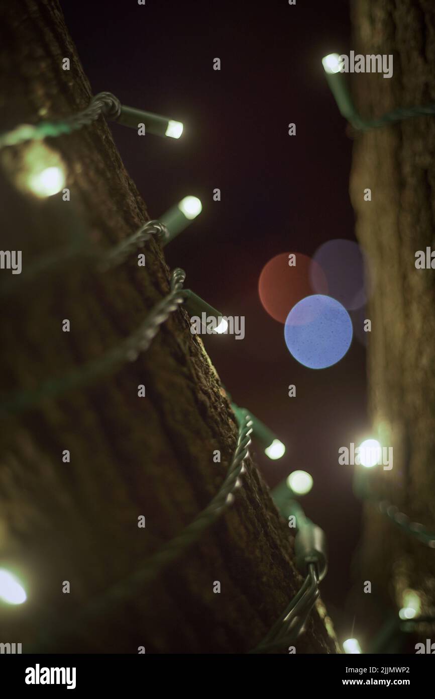 closeup photo of light strips on a tree Stock Photo - Alamy