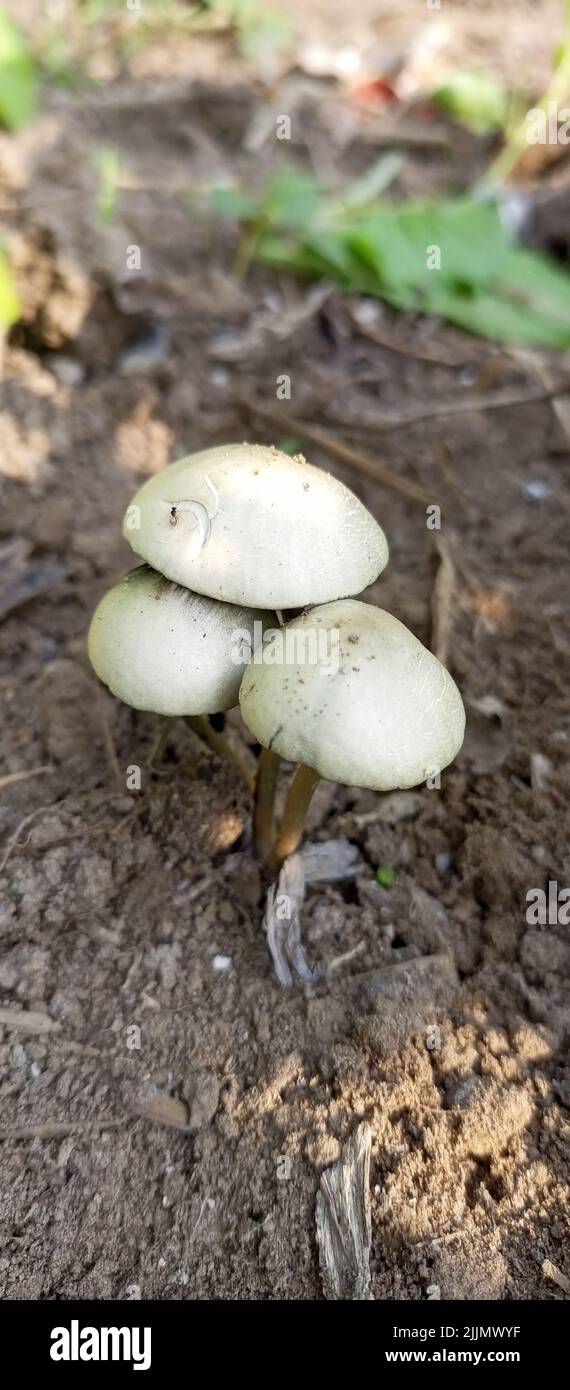 A vertical close-up shot of some death caps growing on the ground Stock ...