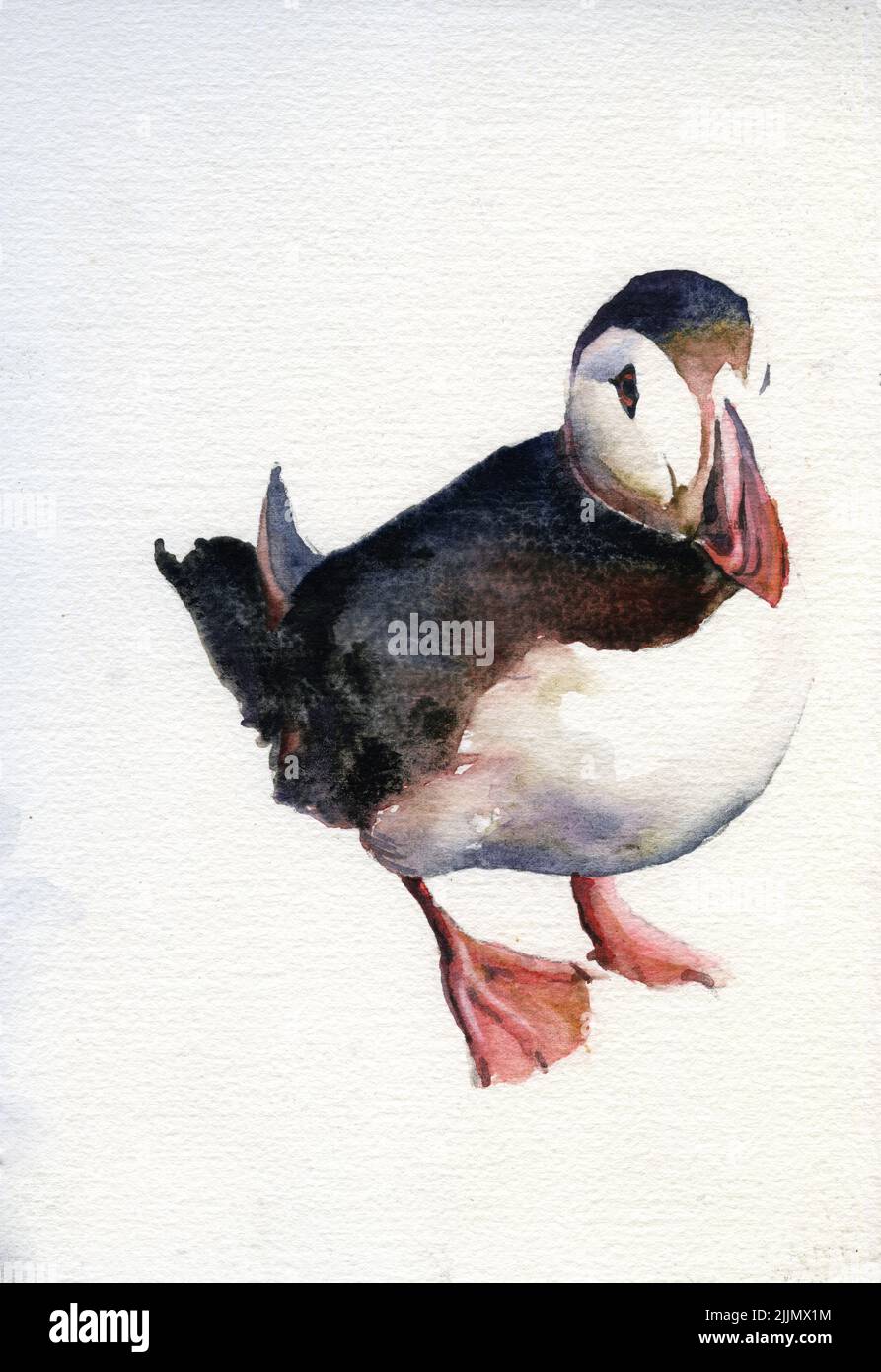 Puffins in Iceland watercolor painting. Paintings of puffins at ...