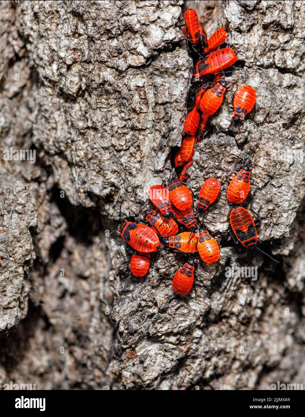 Red beetles with black dots on the background of tree bark. A colony of ...