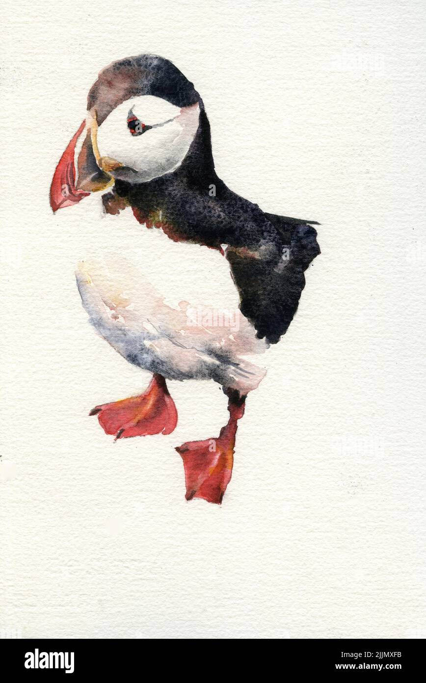 Puffin art puffin painting hi-res stock photography and images - Alamy
