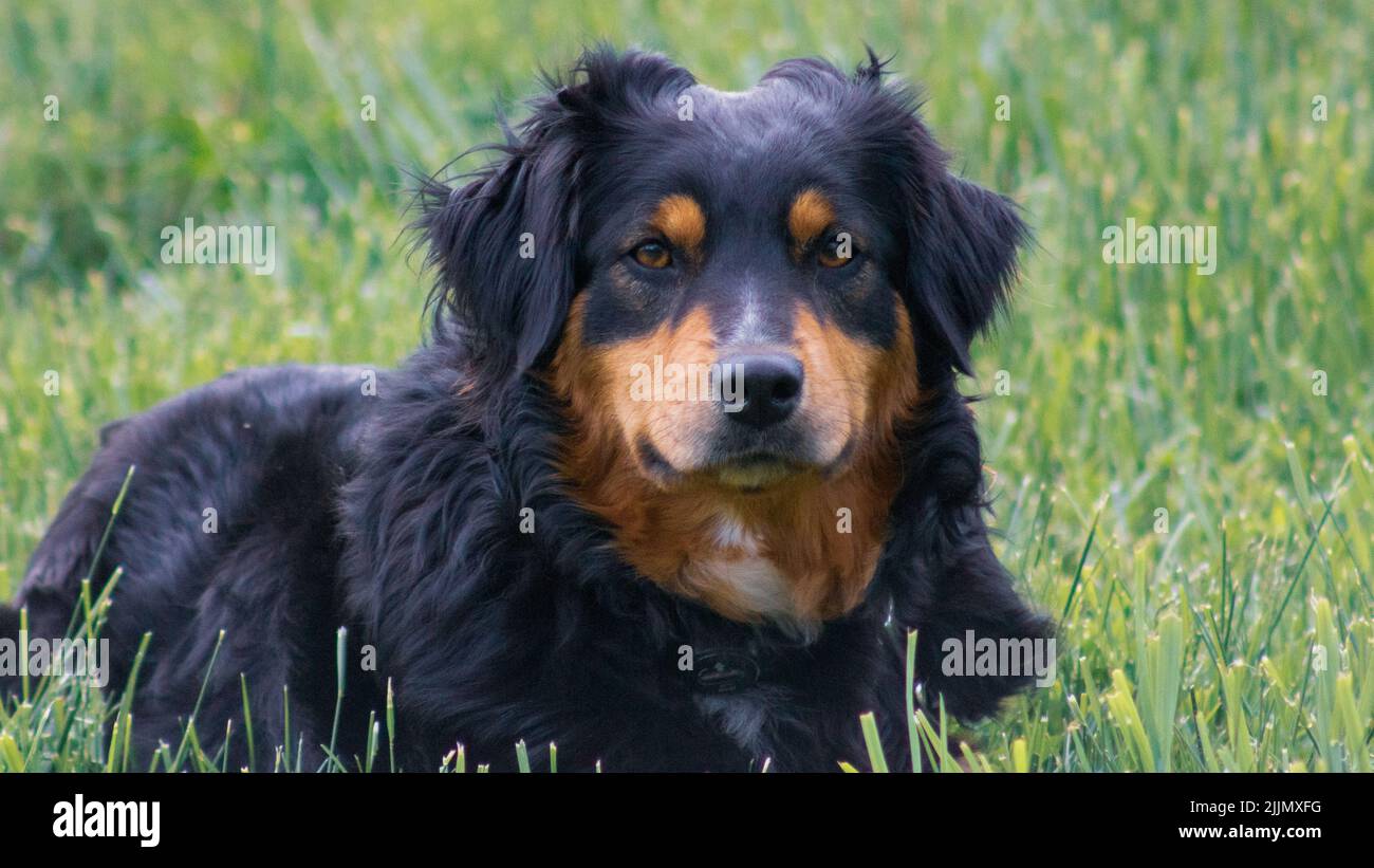Gordon Setter Australian Shepherd Mix