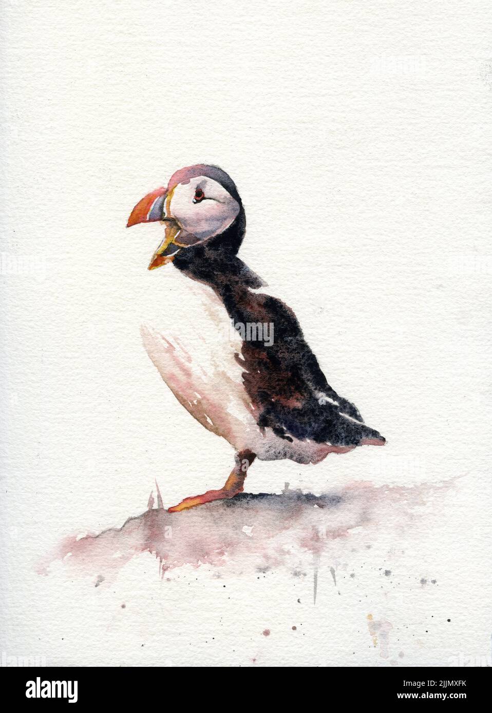 Puffins in Iceland watercolor painting. Paintings of puffins at ...