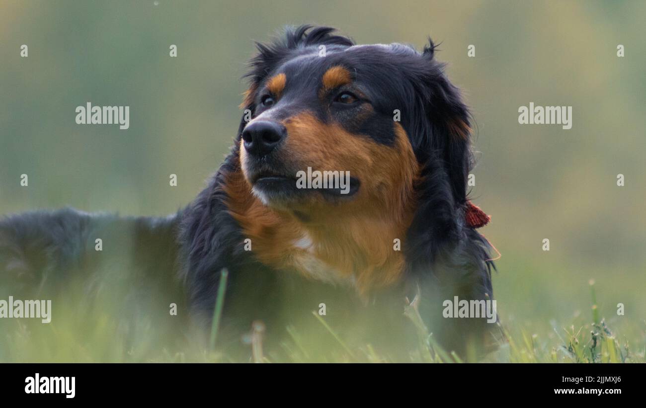 A closeup shot of a beautiful cute Australian Shepherd dog in a green ...