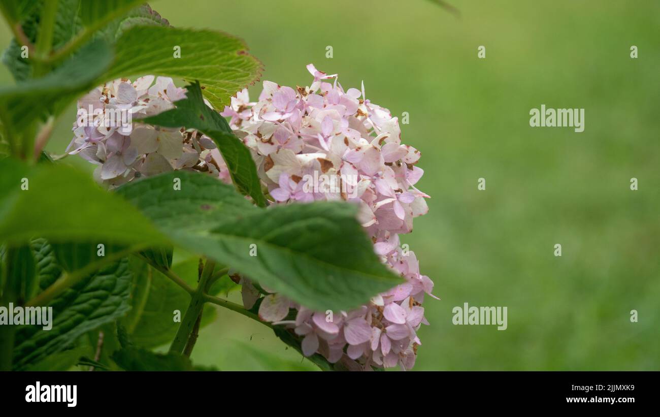 A closeup shot of a Hydrangeas flowers in a green big park Stock Photo ...